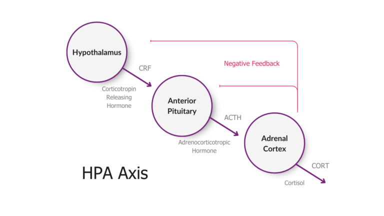Affron® improves Resilience to Ocassional Stress/ HPA-Axis | Pharmactive Biotech Products